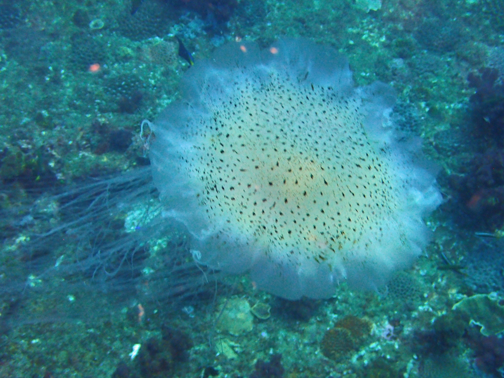 True Jellies from Sunshine Coast QLD, Australia on January 21, 2025 at ...
