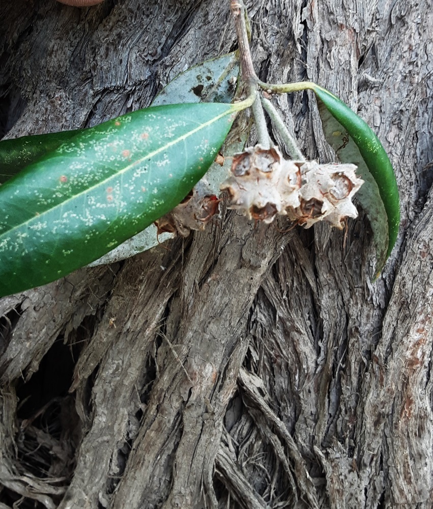 Turpentine from Richmond NSW, Australia on January 14, 2025 at 02:34 PM ...