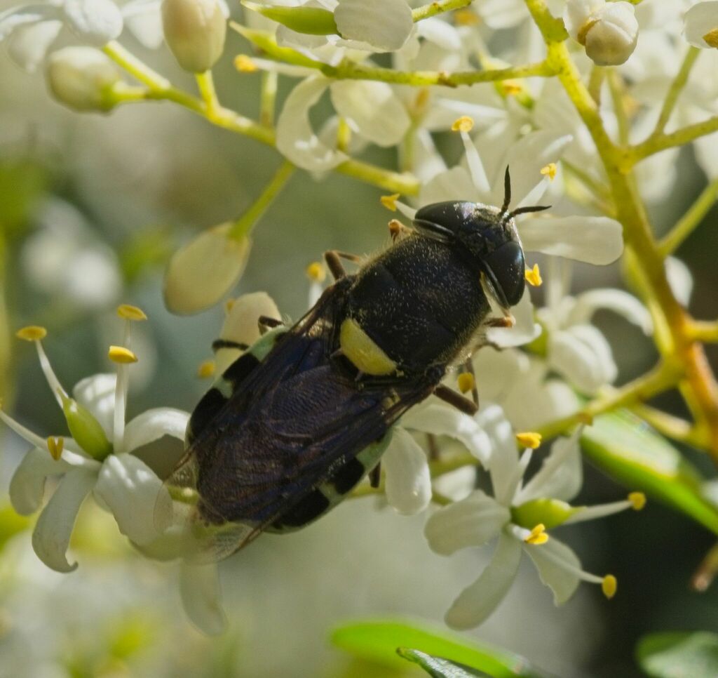 Odontomyia hunteri from Reefton VIC 3799, Australia on January 3, 2025 ...