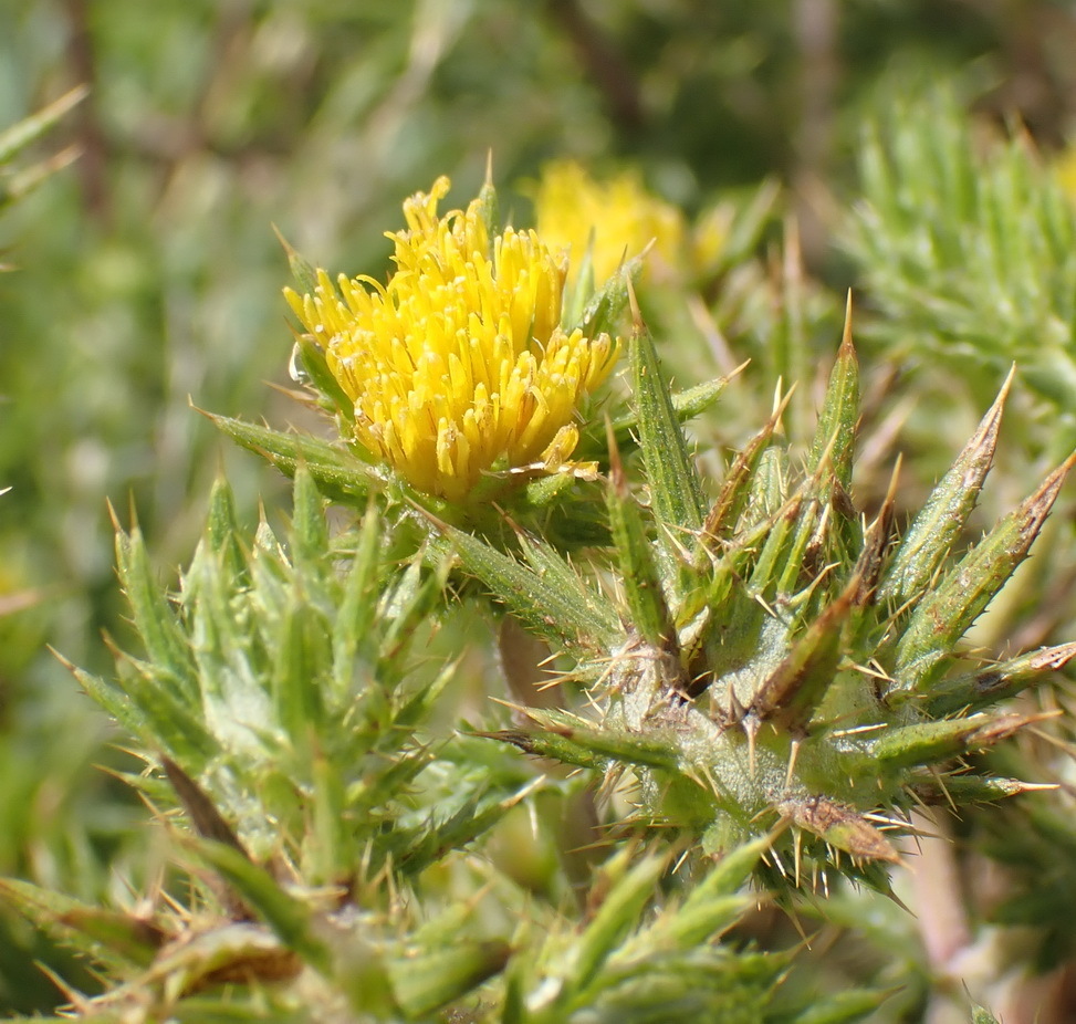 Lobed African Thistle from Golden Gate Highlands National Park, South ...