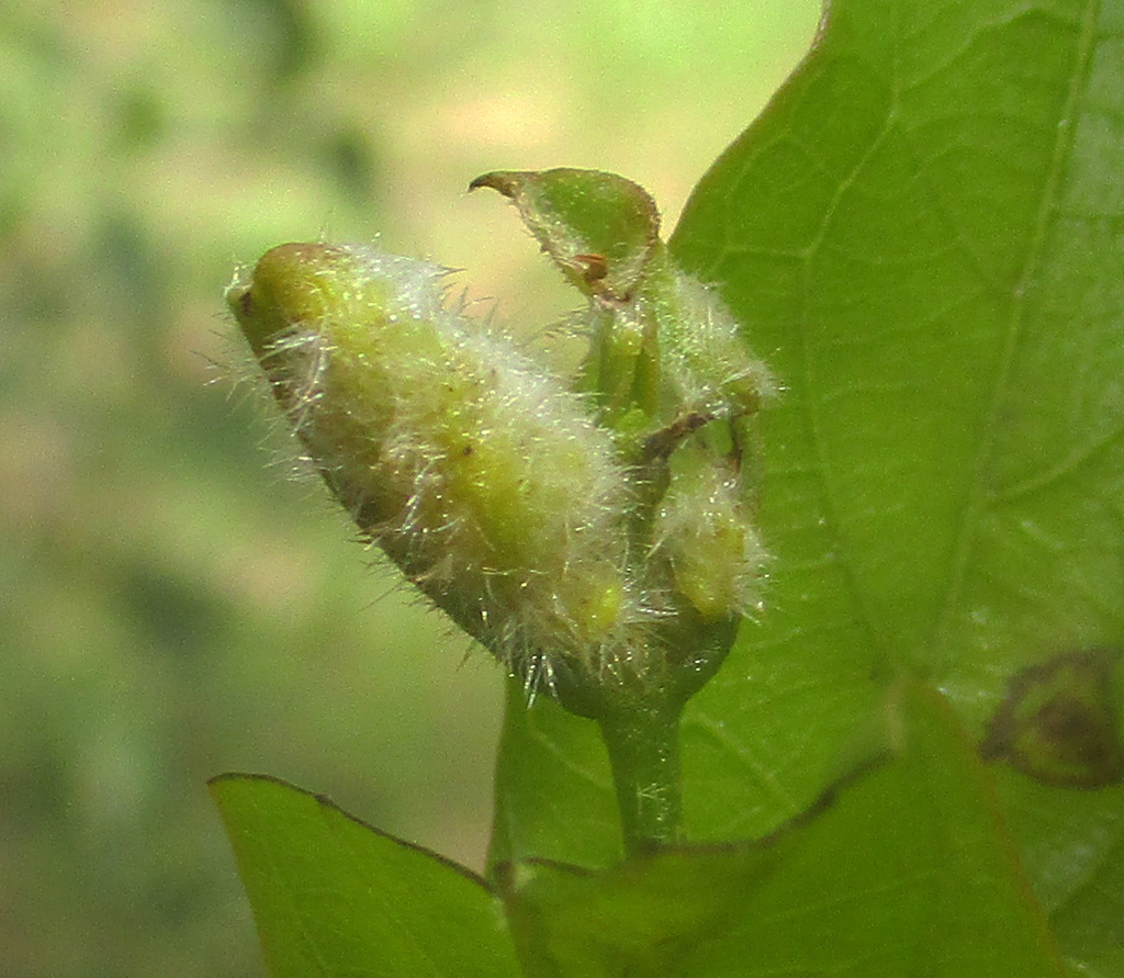 Insects from Serowe Botswana on January 19, 2025 by Botswanabugs ...