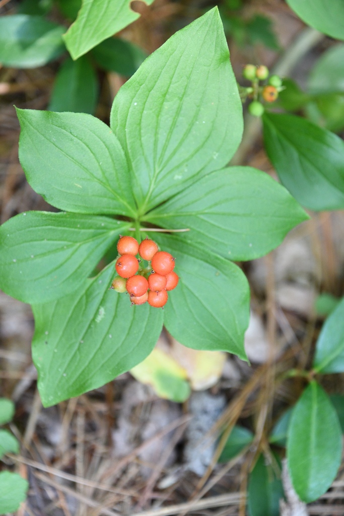 Canadian bunchberry from Killarney Provincial Park, Killarney, ON, CA ...