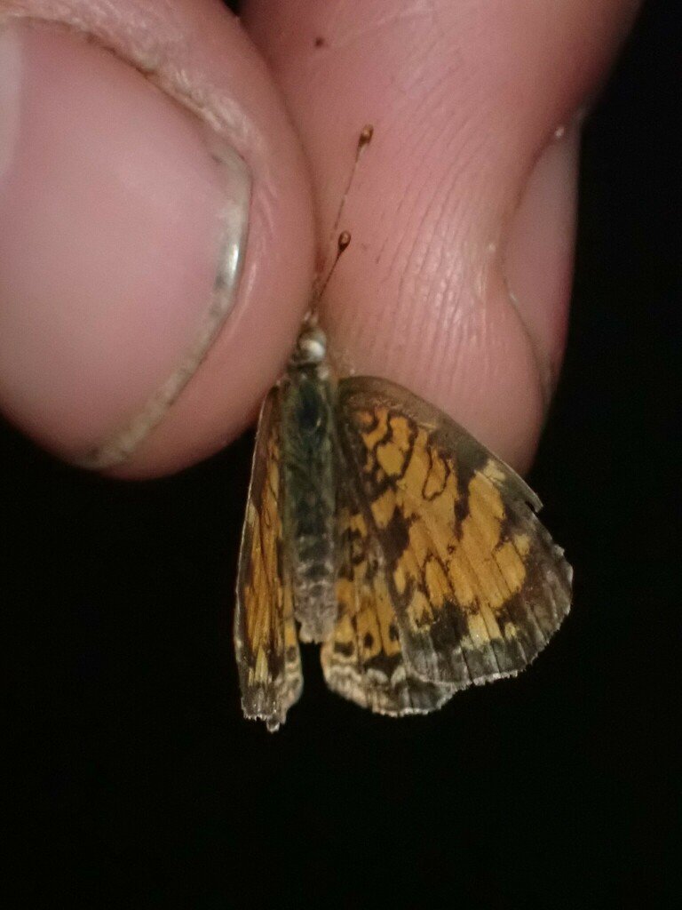 Crescents in May 2024 by Angus Mossman. in open oak woodland. · iNaturalist