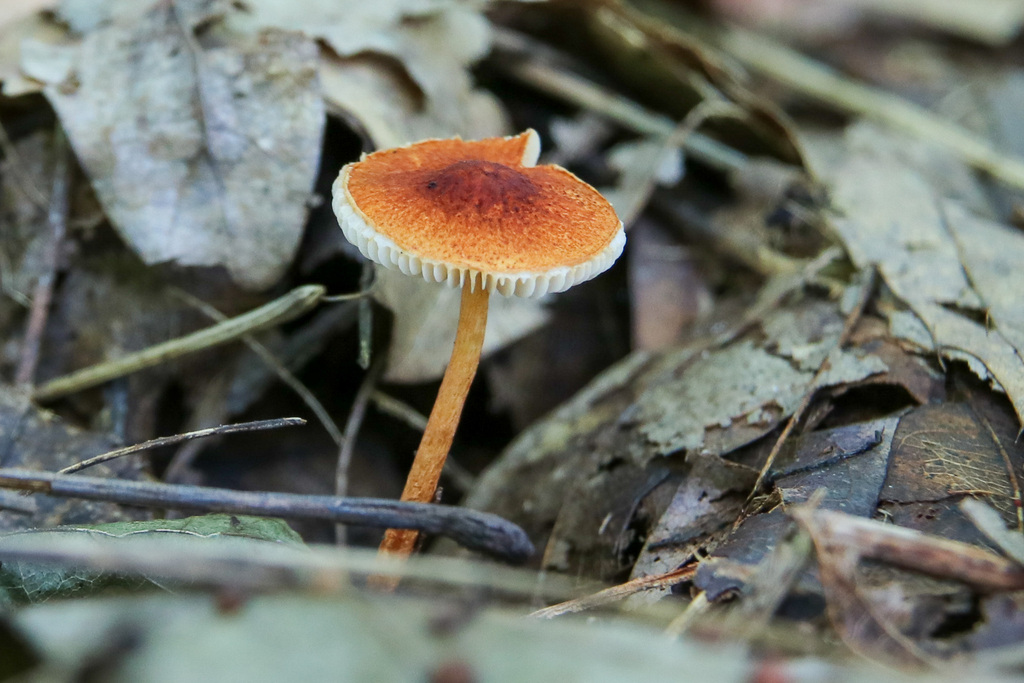 Chestnut Dapperling from Frick Park, 1981 Beechwood Blvd, Pittsburgh ...