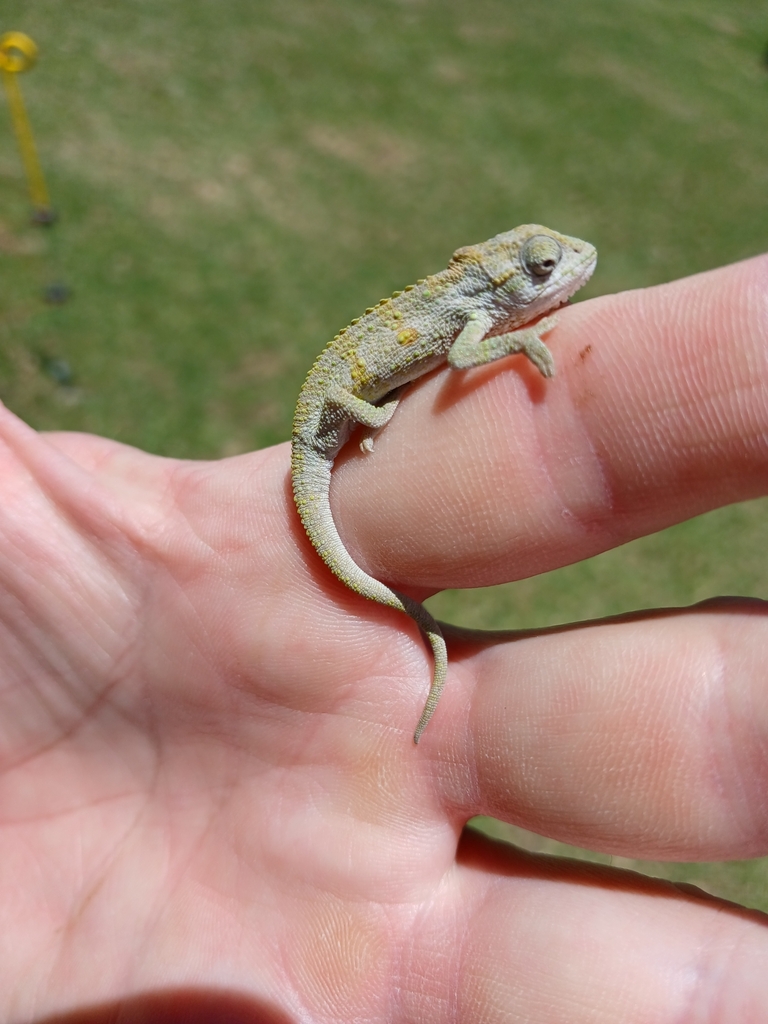 Natal Midland Dwarf Chamaeleon in January 2025 by Timothy Hedges ...