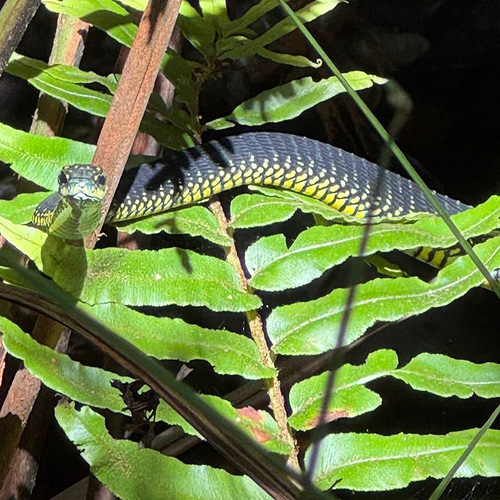Common Boomslang (Dispholidus typus typus) - Snakes and Lizards