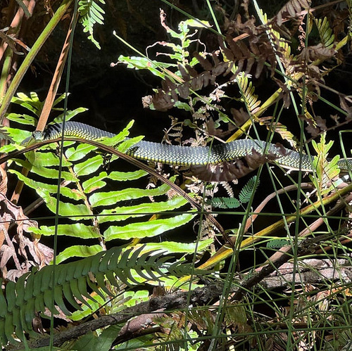 Common Boomslang (Dispholidus typus typus) - Snakes and Lizards