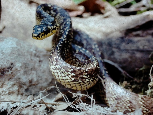 Puffing Snake (Phrynonax poecilonotus) - Snakes and Lizards