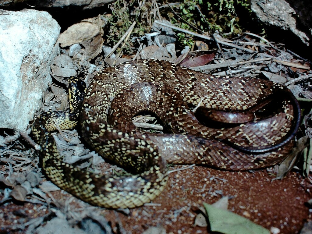 Puffing Snake from Shipstern Nature Reserve, Belize on March 15, 1991 ...