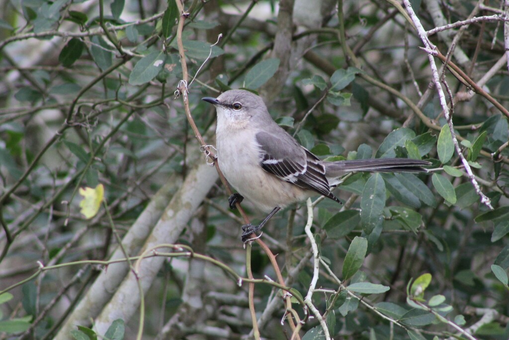 Northern Mockingbird from Colorado County, TX, USA on January 20, 2025 ...