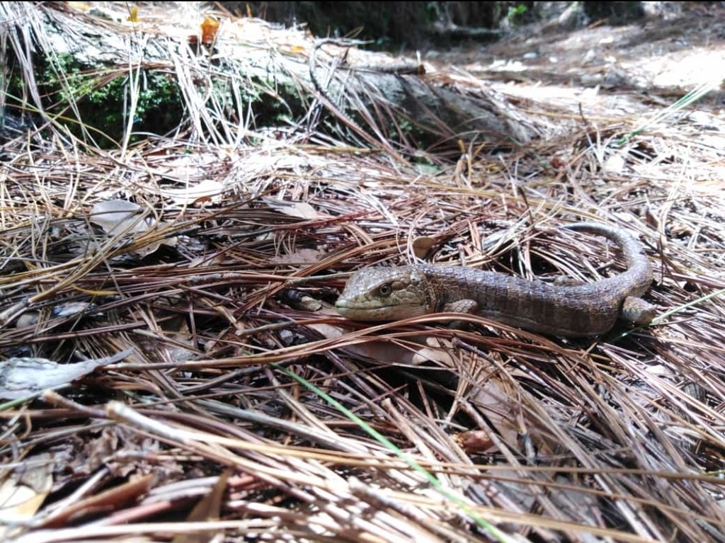 Monte Cristo Arboreal Alligator Lizard in July 2019 by Hermes Vega ...