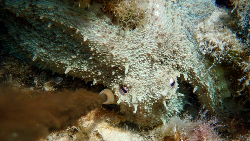 Octopus vulgaris ejecting ink · iNaturalist Mexico