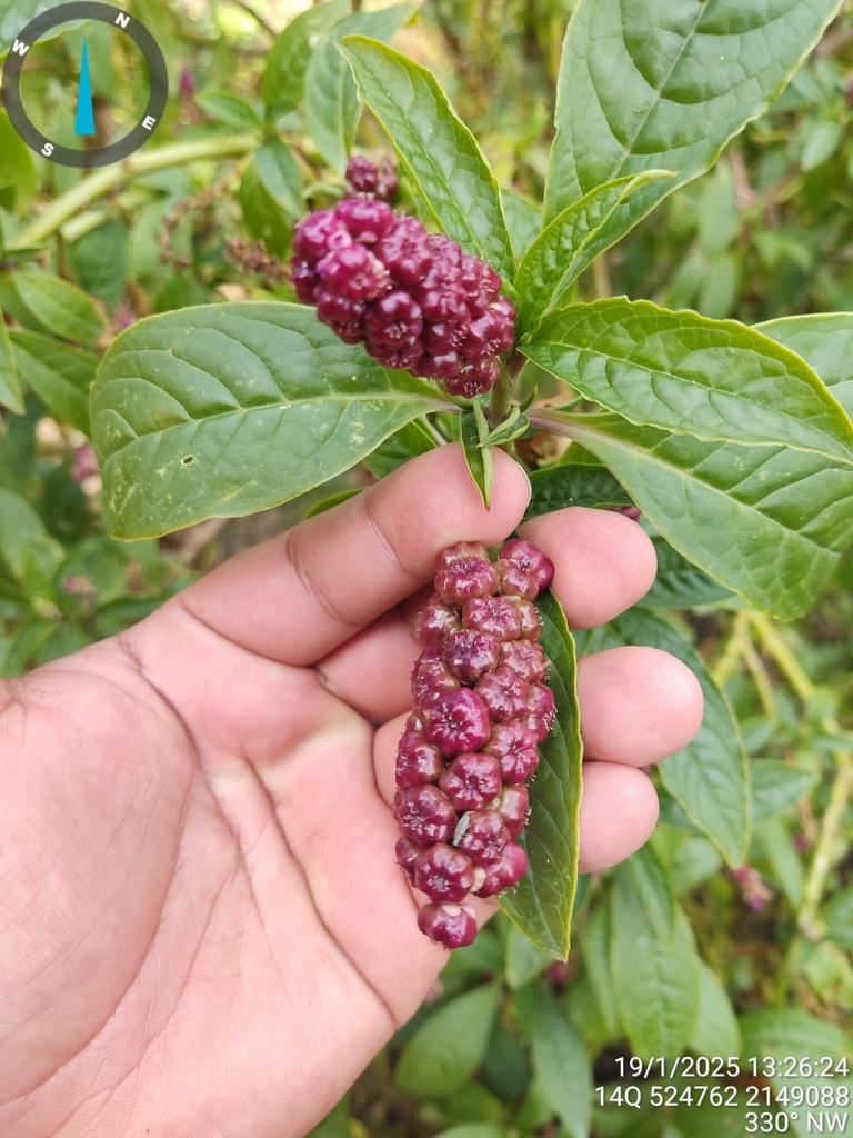 Inkweed from 56252 Méx., México on January 19, 2025 at 01:26 PM by ...