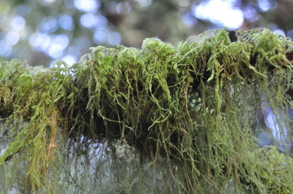 Cat's Tail Moss (Pseudisothecium stoloniferum) - Botanical Realm