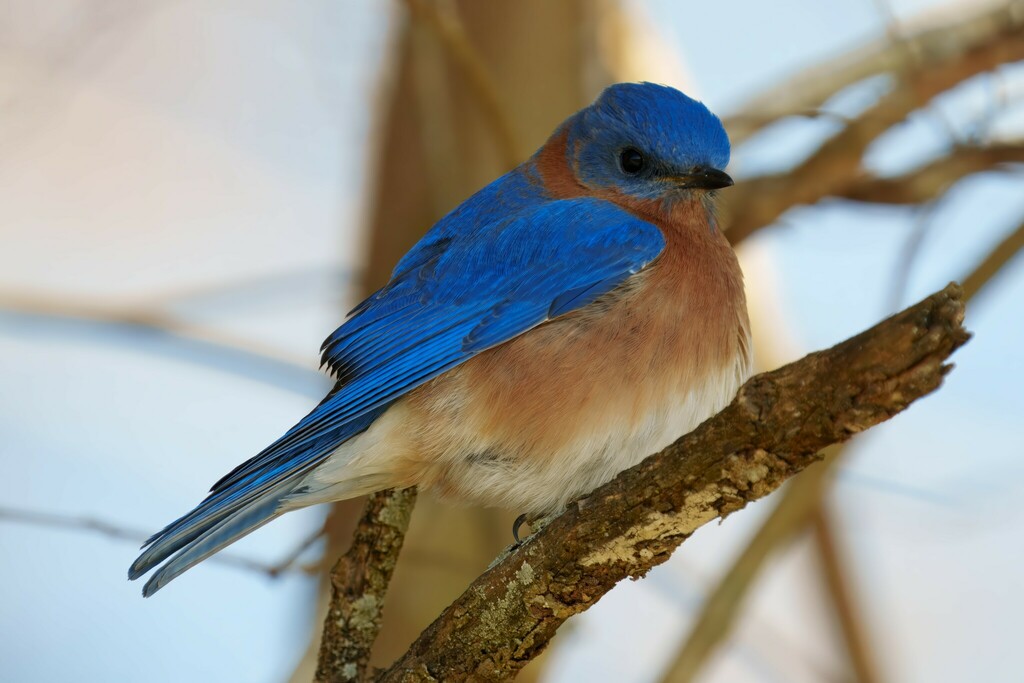 Eastern Bluebird from Highlands/Perkins, Baton Rouge, LA, USA on ...