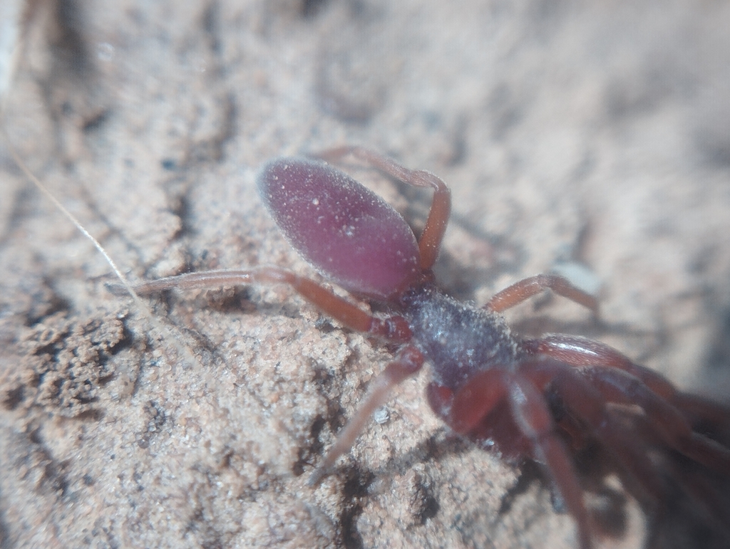 Stenochilus from H34J+RM, Pidathalaveerayapalle, Andhra Pradesh 516501 ...