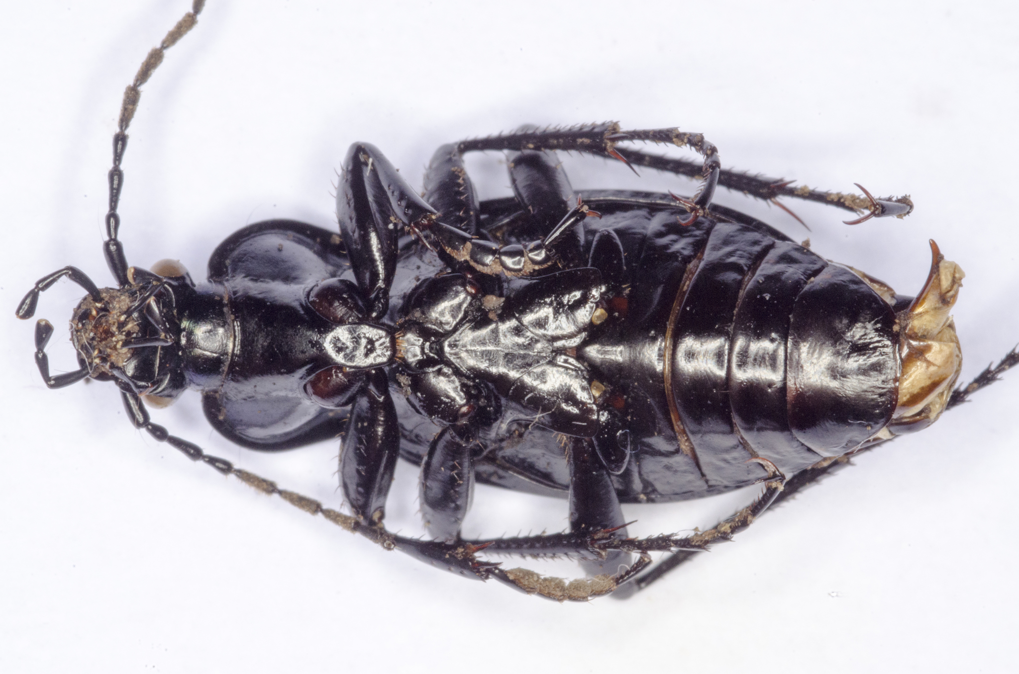 Carabus deyrolei Gory, 1839