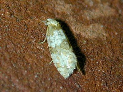 Silver-bordered Aethes from Floyd Bennet Field, Brooklyn, NY, USA on ...