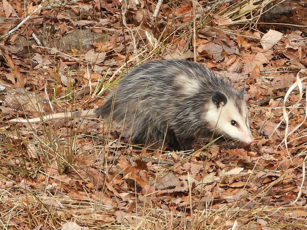 Virginia Opossum from Groveton, VA, USA on January 21, 2025 at 11:06 AM ...