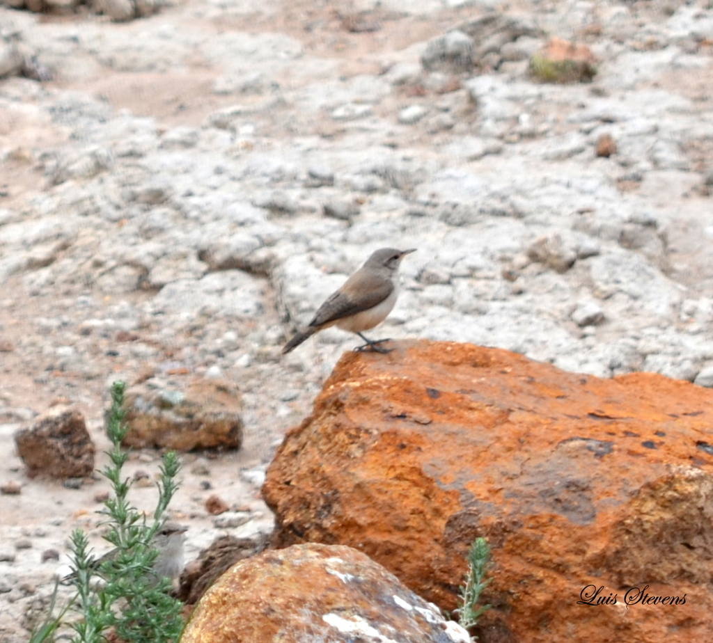 Rock Wren from Ocampo, Gto., México on July 20, 2012 at 03:20 PM by ...