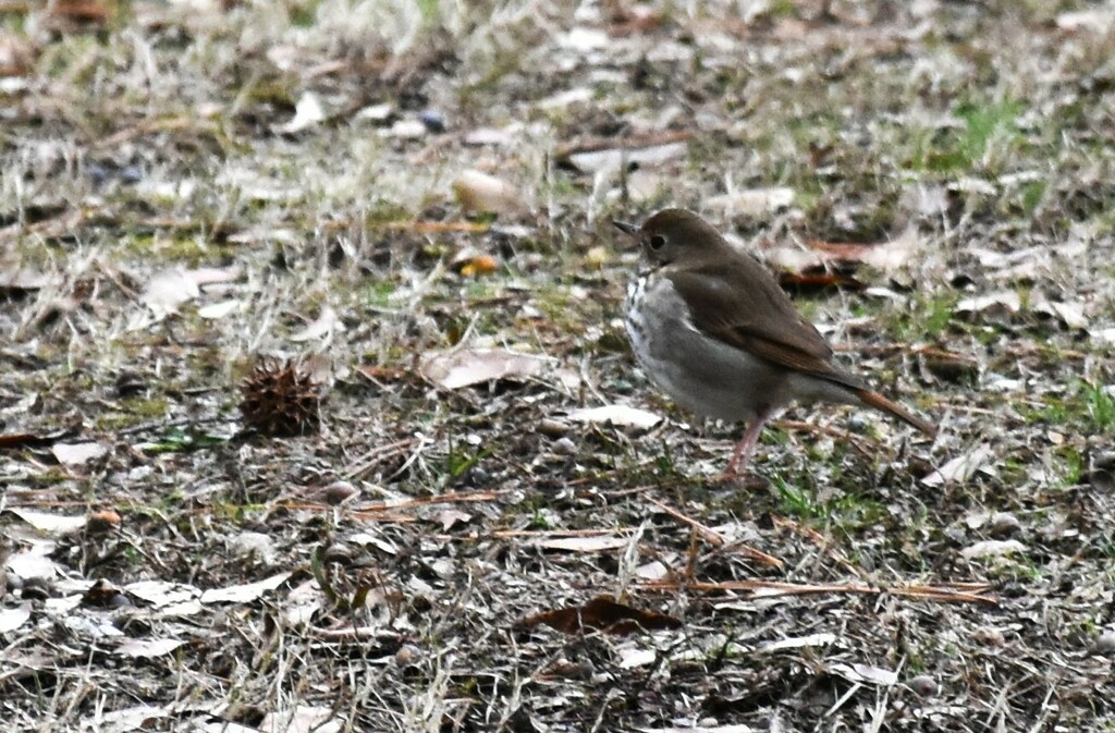 Hermit Thrush from Mountain Park, GA, USA on January 21, 2025 at 02:35 ...