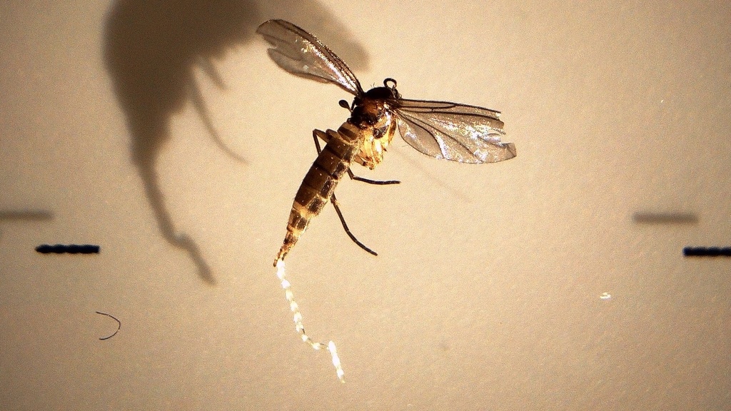 Orfeliini in January 2025 by Michael Stein. Swatted on my arm, total ...