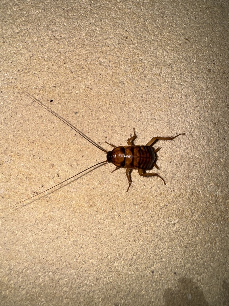 American Cockroach from St Thomas More College, Crawley, WA, AU on ...