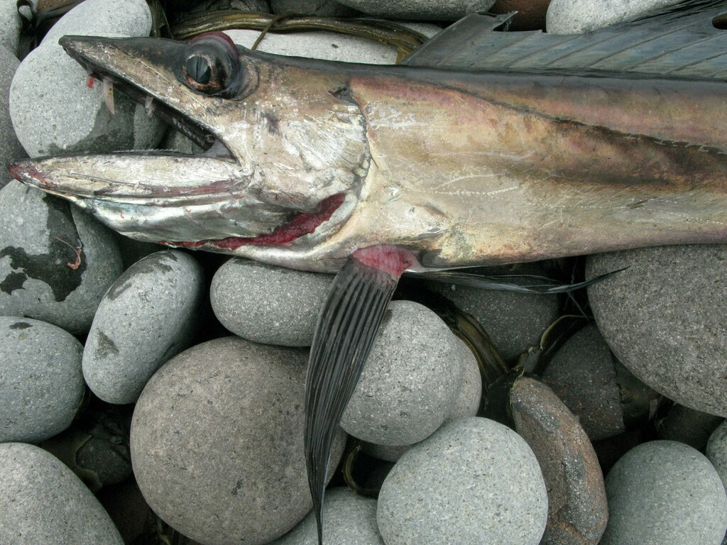 Lancetfishes (Alepisauridae) - Marine Life Identification