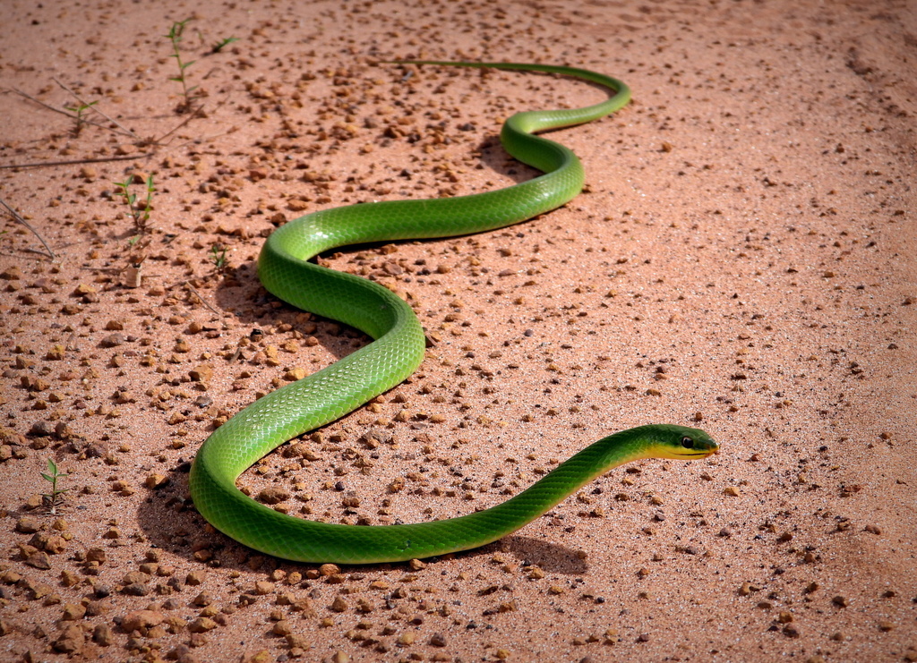 Brazilian Green Racer from Parque Nacional das Emas, Parque Nacional ...