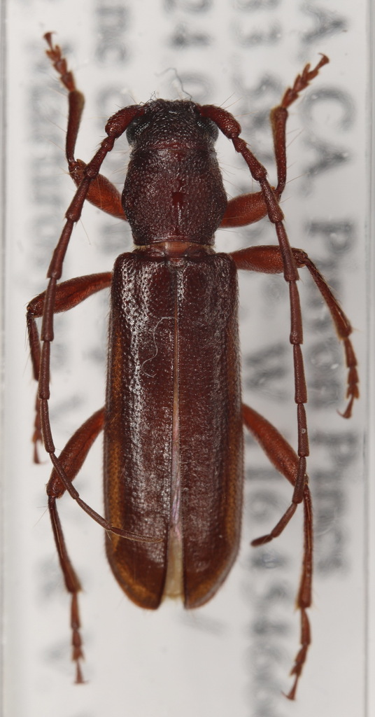 Phymatodes grandis from Riverside County, CA, USA on June 10, 2024 at ...
