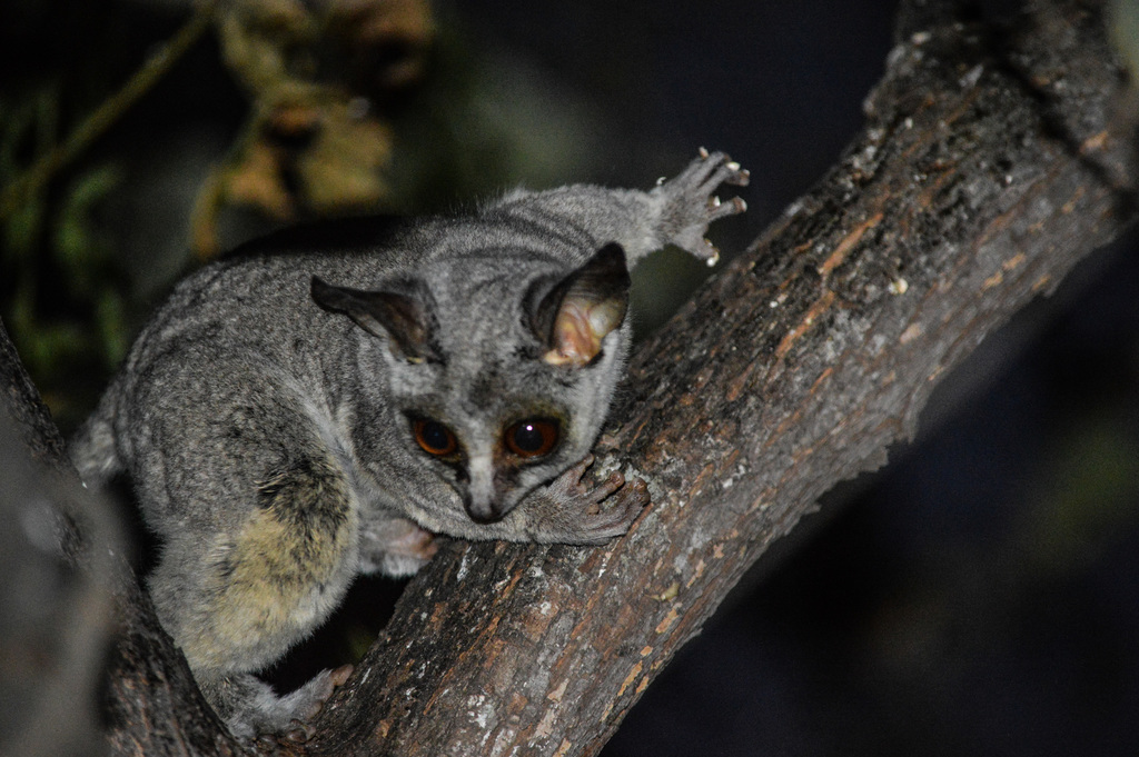 Southern Lesser Galago from Victoria Falls, Zimbabwe on July 29, 2019 ...