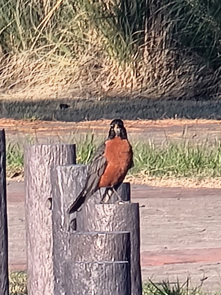 American Robin from Metepec, México, Mexico on January 21, 2025 at 05: ...