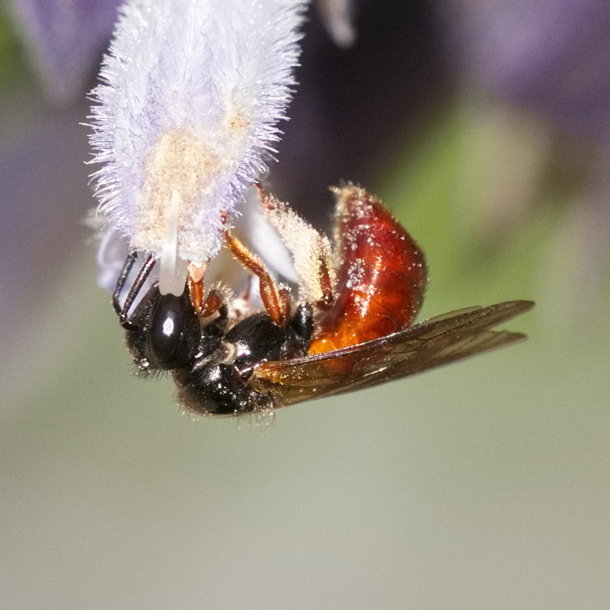 Bicoloured Reed Bee from Lilydale TAS 7268, Australia on January 21 ...