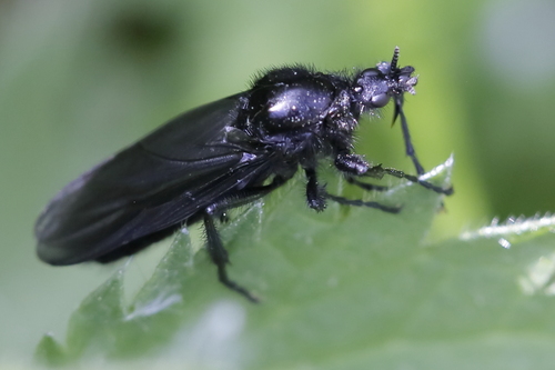 Fever Fly (Dilophus febrilis) · iNaturalist
