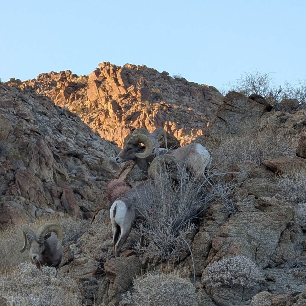 Desert Bighorn Sheep in January 2025 by Don Rideout. A group of 4 males ...