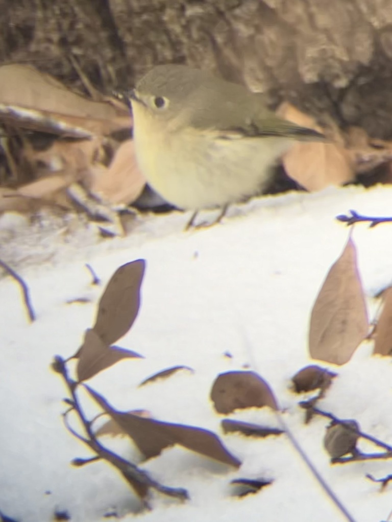 Ruby-crowned Kinglet from Colorado County, TX, USA on January 21, 2025 ...