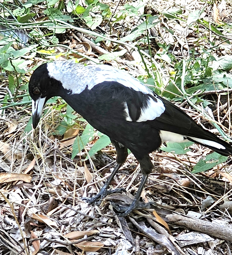 Australian Magpie from Upwey VIC 3158, Australia on January 21, 2025 at ...