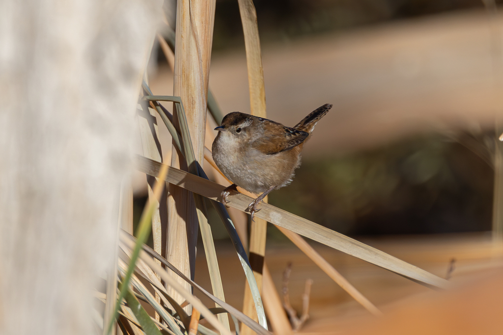 Marsh Wren from Clark County, NV, USA on January 10, 2025 at 07:27 PM ...