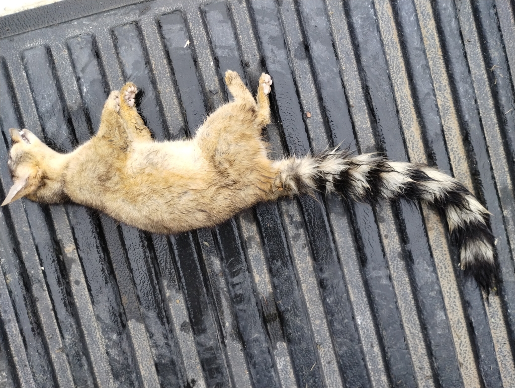 Ringtail from Zona de La Sierra Madre, San Pedro Garza García, N.L ...