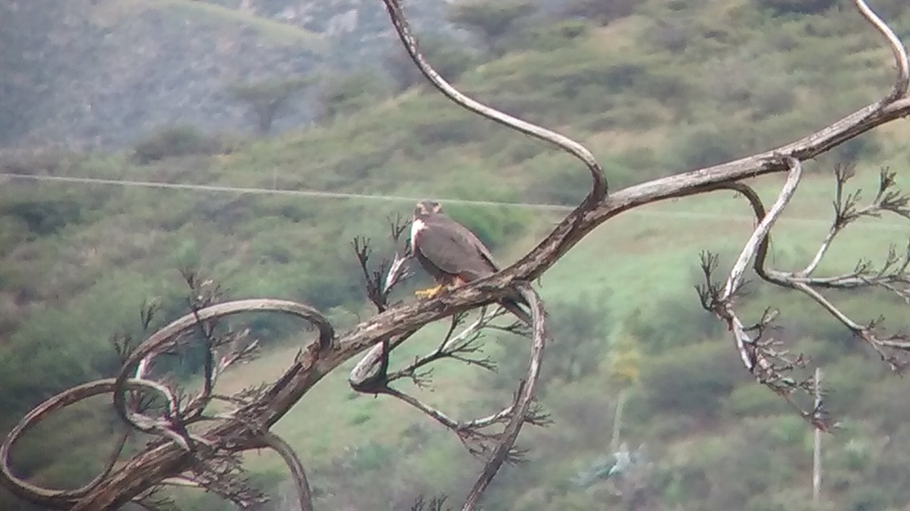 Aplomado Falcon from Huaraz, Peru on April 12, 2015 at 04:24 PM by ...