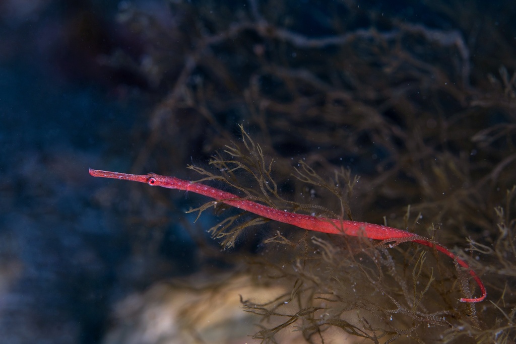 Red Wide-bodied Pipefish from Point Nepean Rd, Portsea VIC 3944 ...