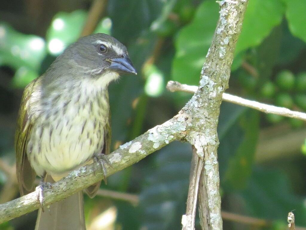Streaked Saltator from Silvania, Cundinamarca, Colombia on January 18 ...