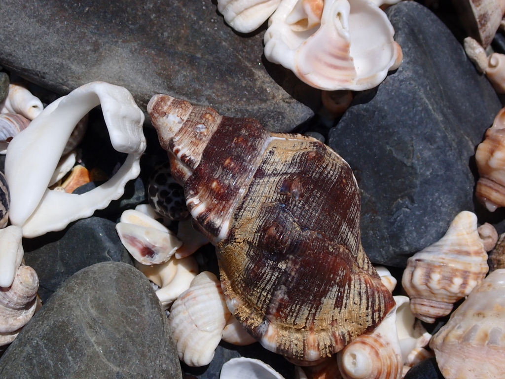 Ranella australasia from Woolgoolga NSW 2456, Australia on January 22 ...