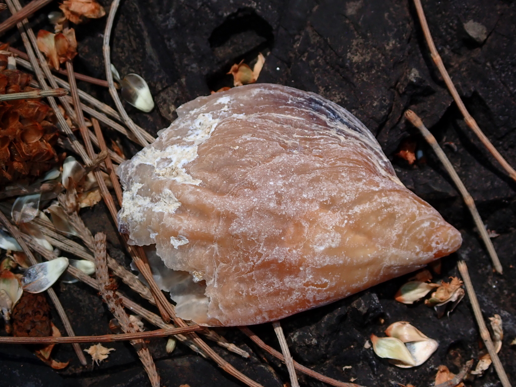 Baggy Pen Shell from Woolgoolga NSW 2456, Australia on January 22, 2025 ...