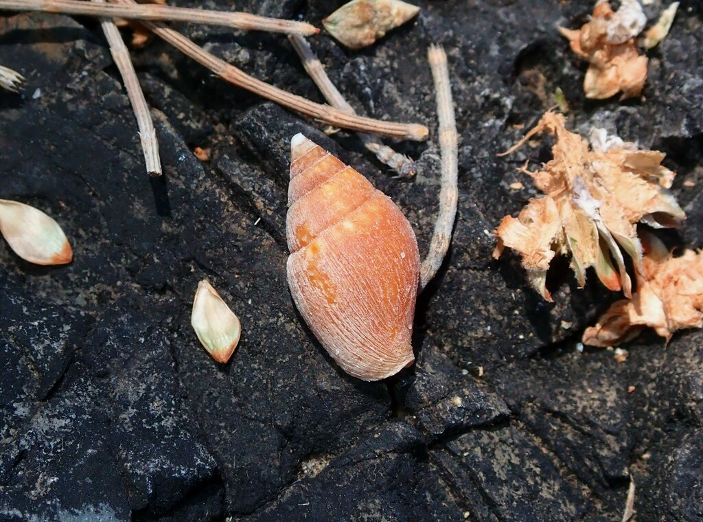Tortoise Dove Shell from Woolgoolga NSW 2456, Australia on January 22 ...