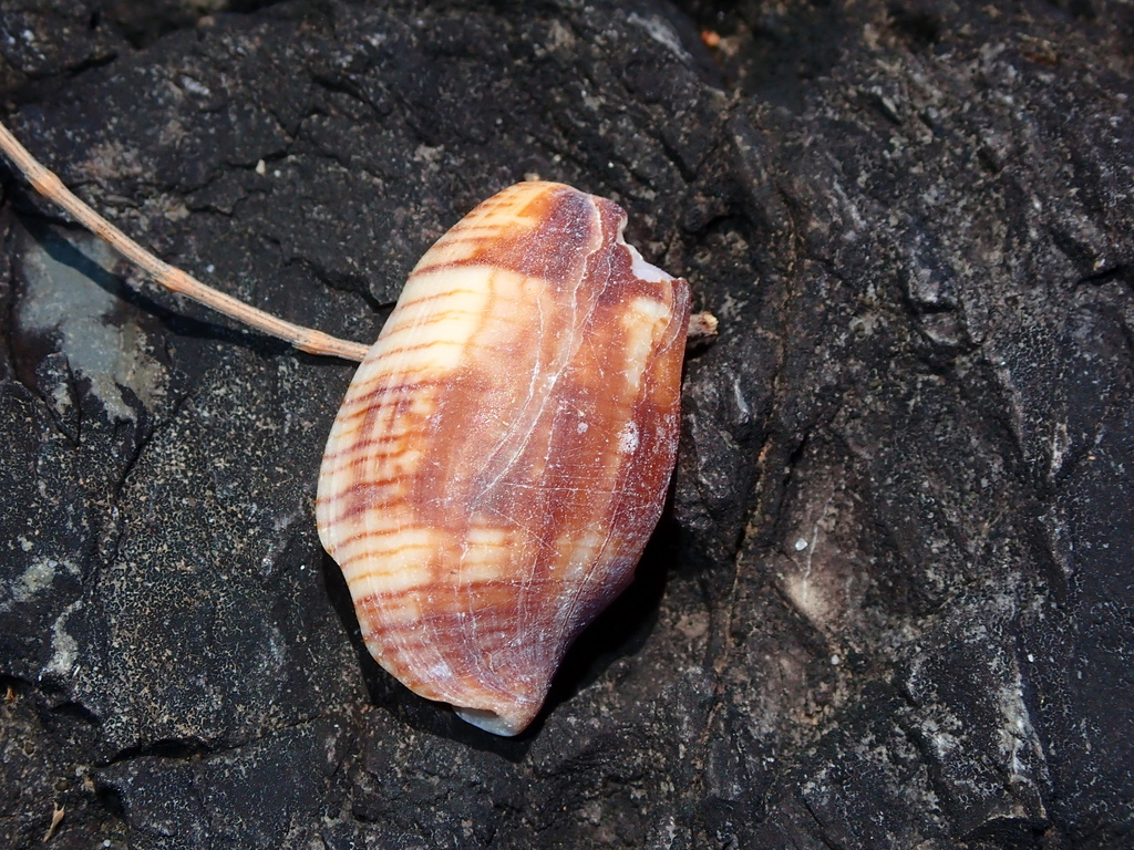 Lyria laseroni from Woolgoolga NSW 2456, Australia on January 22, 2025 ...