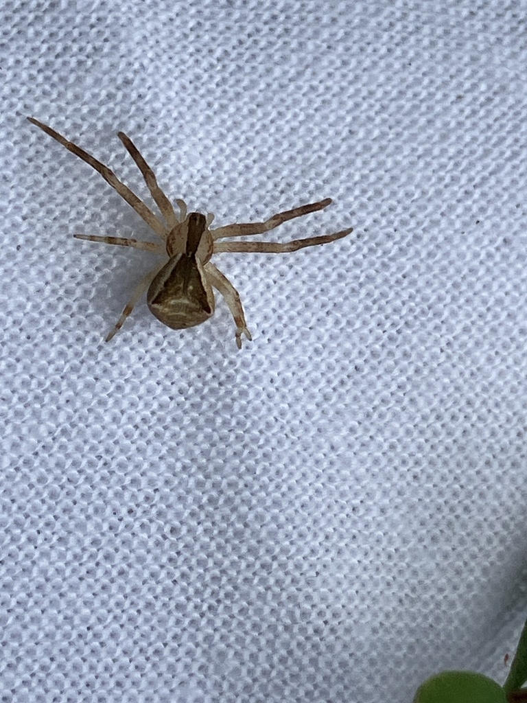 Square-ended Crab Spiders from Belair Close Reserve, Christchurch ...