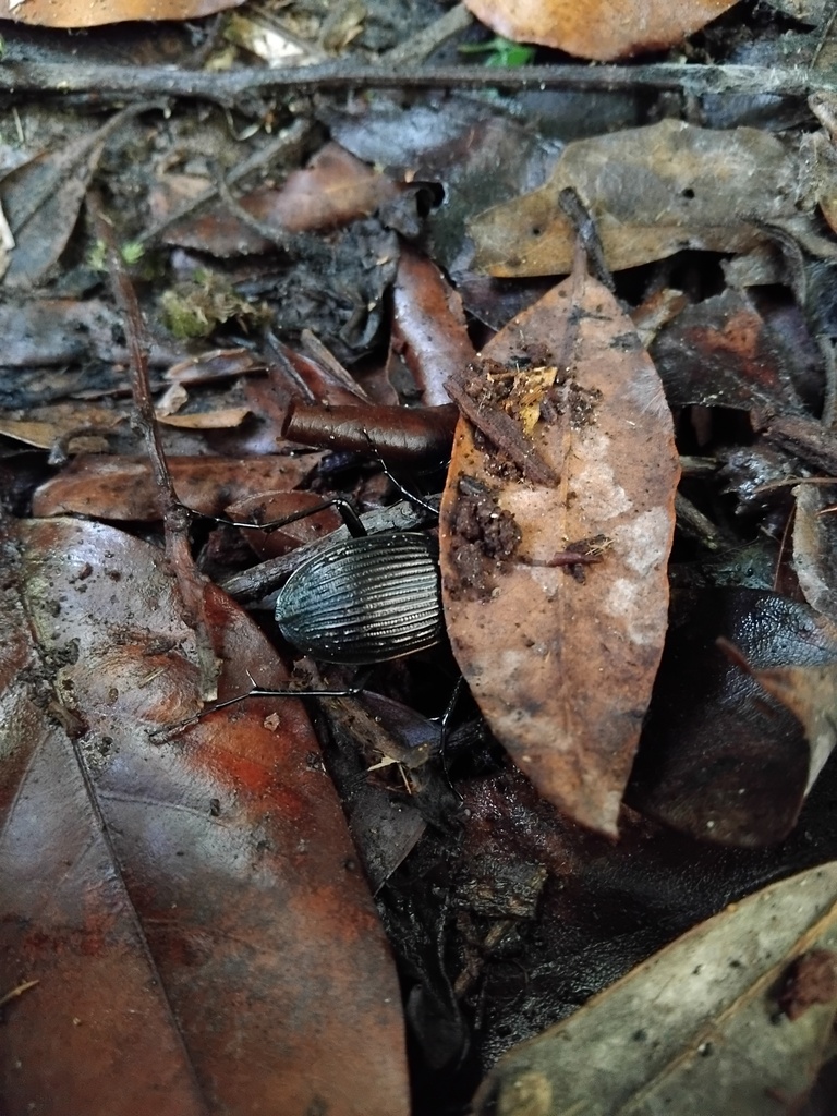 Pamborus from Uloola NSW 2232, Australia on January 15, 2025 at 11:53 ...