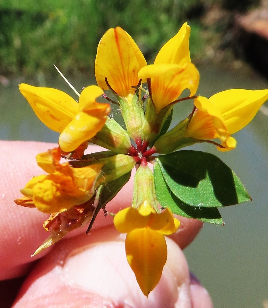 bird's-foot trefoil from Wallerawang NSW 2845, Australia on January 18 ...