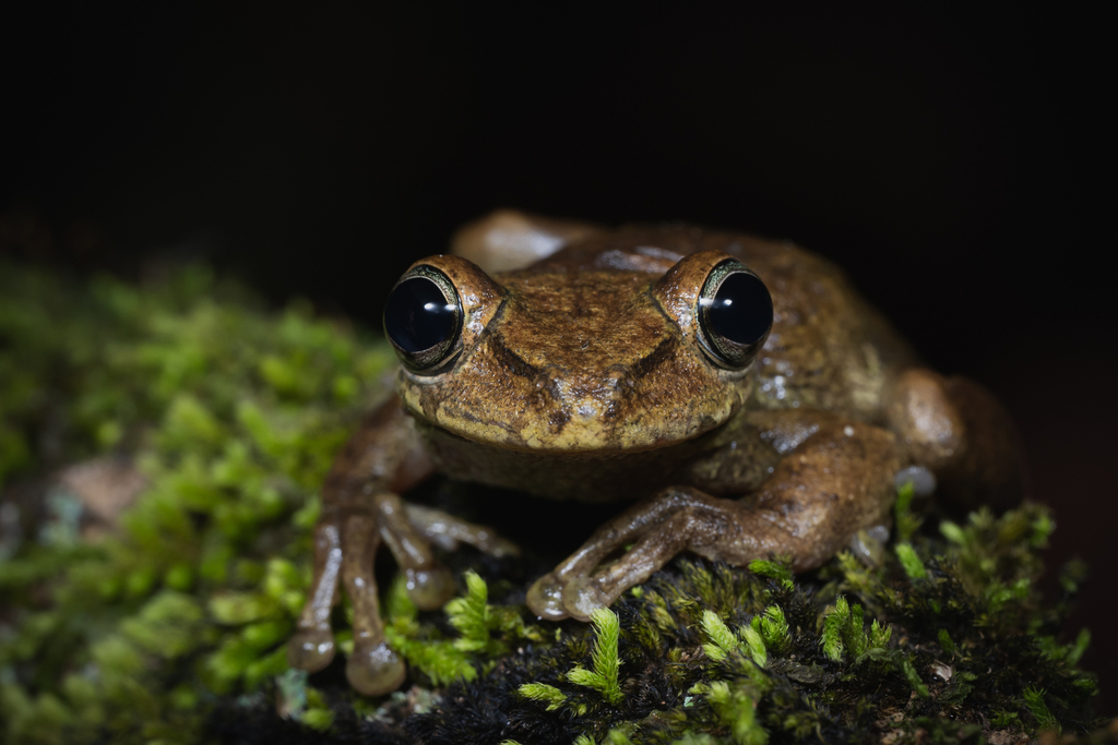 Hispaniolan Common Tree Frog from 多米尼加共和国哈拉瓦科阿邮政编码: 41000 on January 07 ...